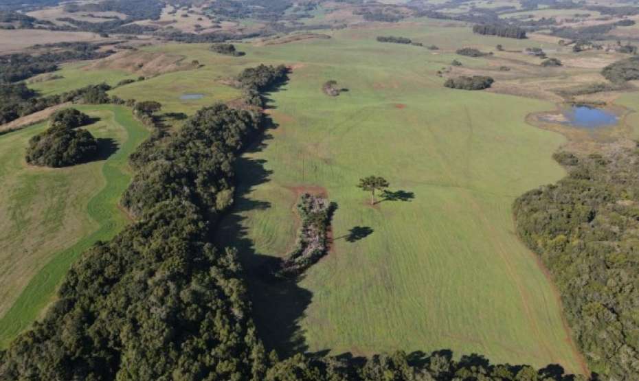 BABM flagra destruição 33.900 metros quadrados de vegetação nativa, em ...